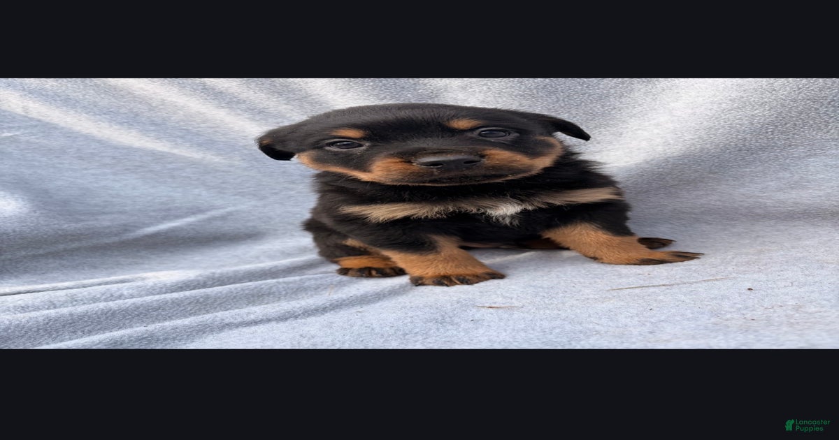 Getty up n go for sale in New Providence | Lancaster Puppies