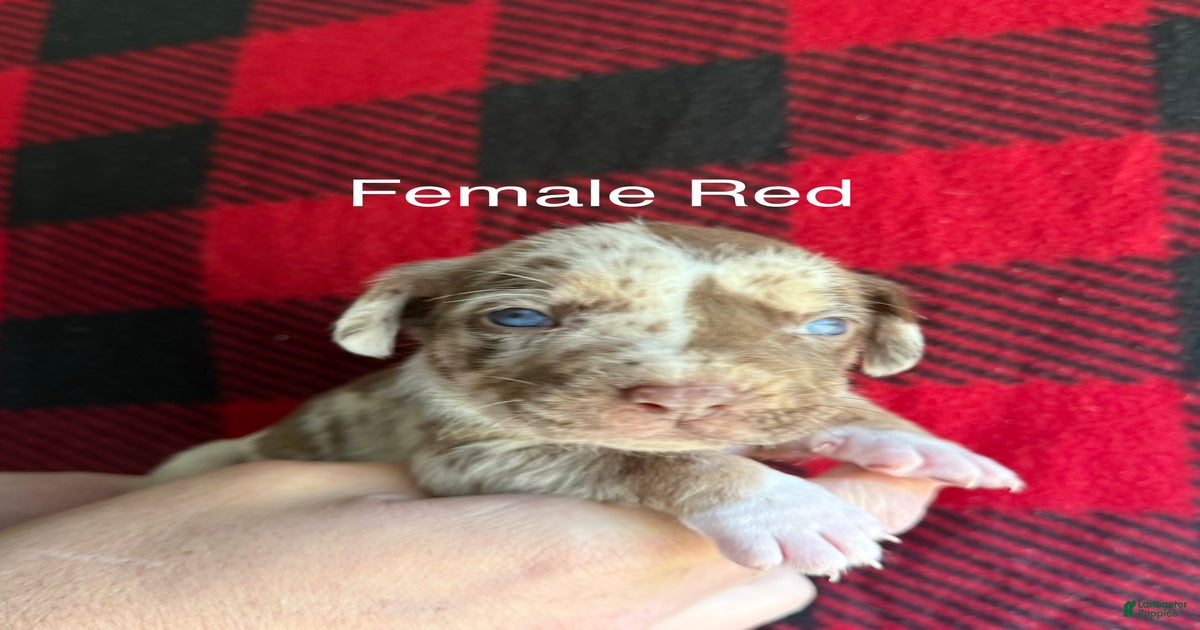 Catahoula Leopard Dog Puppy 7 for sale in Keithville | Lancaster Puppies