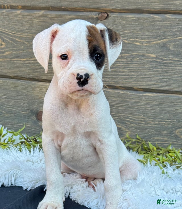 Axel - Boxer litter of 10 puppies for sale in Millersburg | Lancaster ...