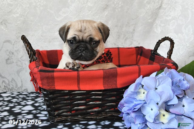 Moose for sale in Mansfield | Lancaster Puppies