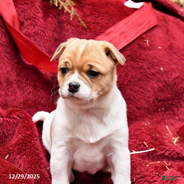 Peaches for sale in Mifflintown | Lancaster Puppies