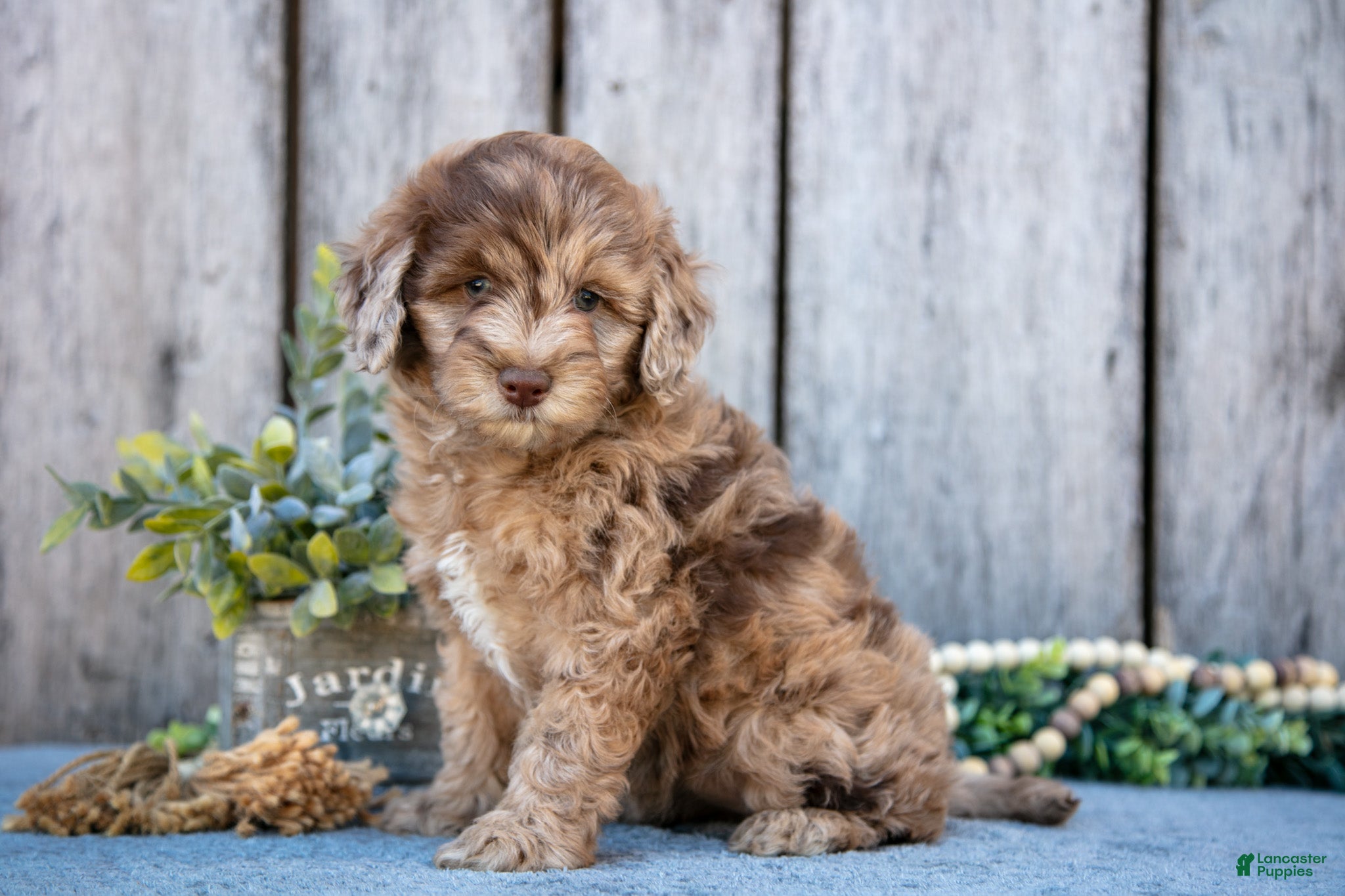 Portuguese Water Dog Puppies for sale | Lancaster Puppies
