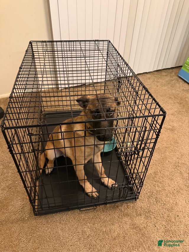 Belgian Malinois Puppy 1 for sale in Temple Hills | Lancaster Puppies