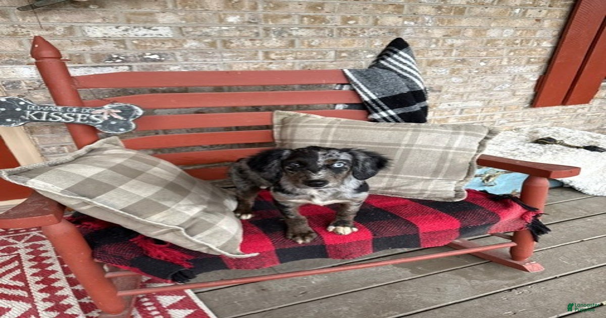 Gracie for sale in Scottsville | Lancaster Puppies