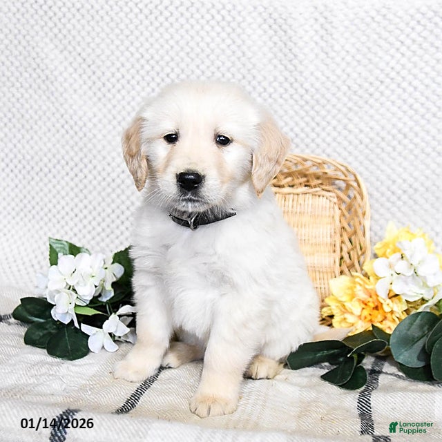 Shadow for sale in Manheim | Lancaster Puppies