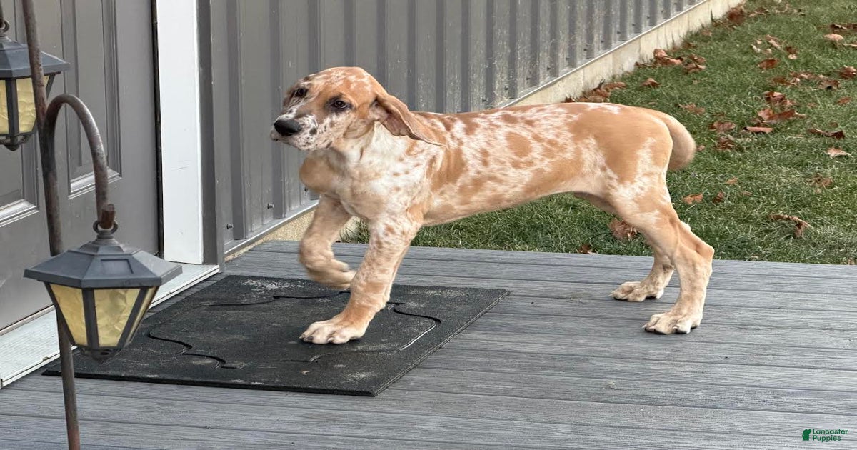 Steven for sale in Williamsburg | Lancaster Puppies