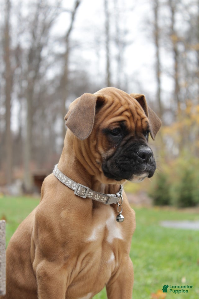 Tucker for sale in Denver | Lancaster Puppies