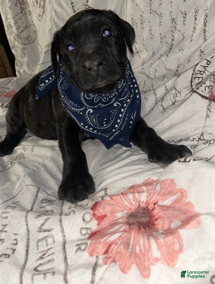 Cane Corso Puppy 1 for sale in Monee | Lancaster Puppies