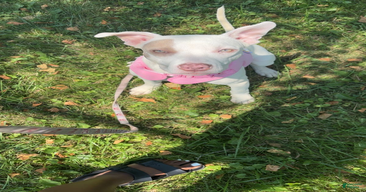 Mixed Breed Puppy 1 for sale in Liverpool | Lancaster Puppies