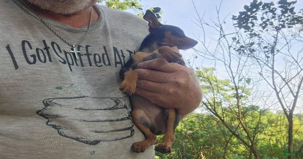 Jake for sale in Canton | Lancaster Puppies