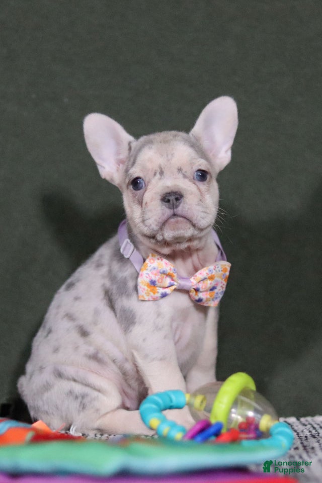 Jayla for sale in Millersburg | Lancaster Puppies