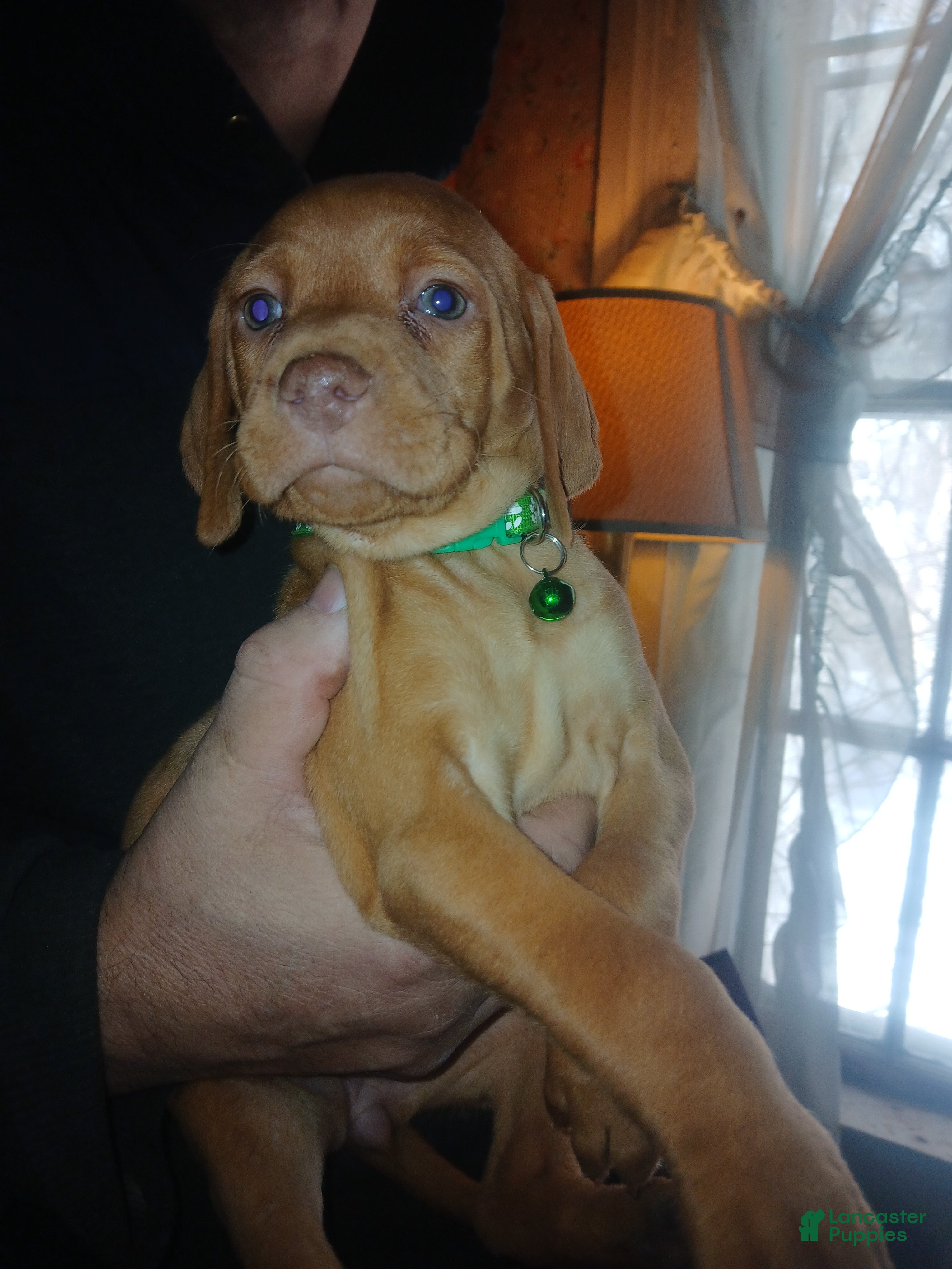 Vizsla Puppies for sale | Lancaster Puppies