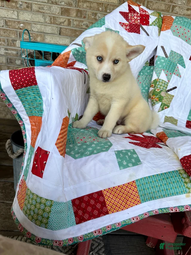 Colt Pomsky for sale in Scottsville | Lancaster Puppies