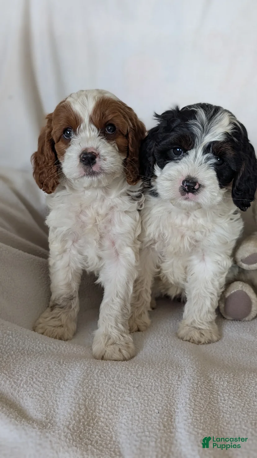 Biscuit Cavapoo for sale in Penn Yan | Lancaster Puppies