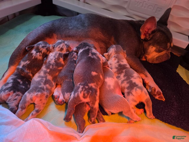 Cookies & Cream (CeCe) for sale in Hershey | Lancaster Puppies