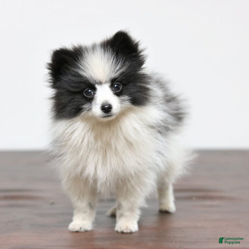 Aaron Beiler | Lancaster Puppies