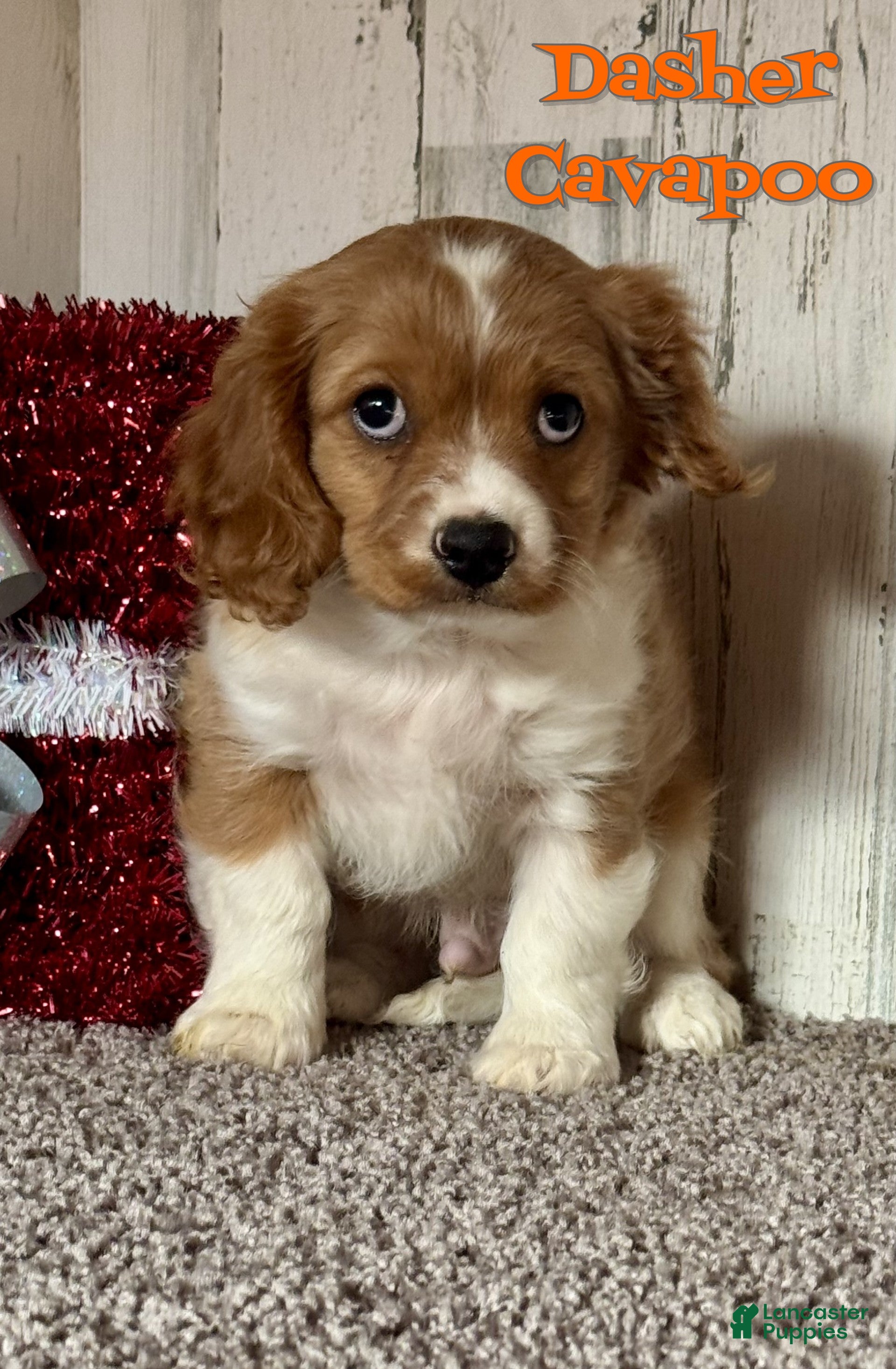 Mini Cavalier King Charles Spaniel Puppies for sale | Lancaster Puppies