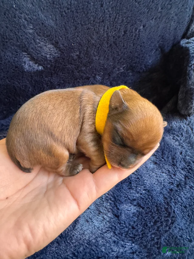 dollface Yorkie female 2 Yorkshire Terrier for sale in Citrus Heights ...