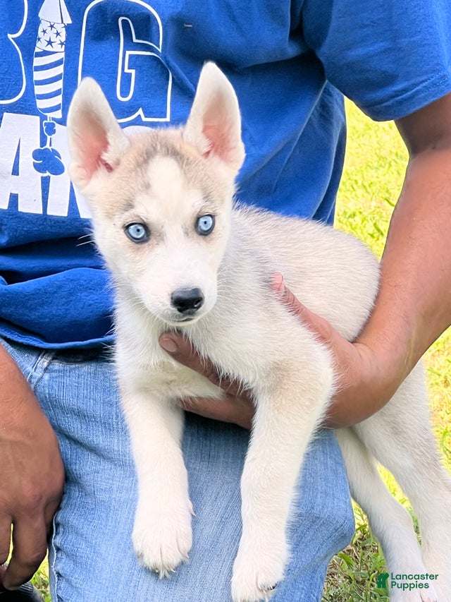 Siberian Husky Puppy 3 for sale in Beaver Springs | Lancaster Puppies