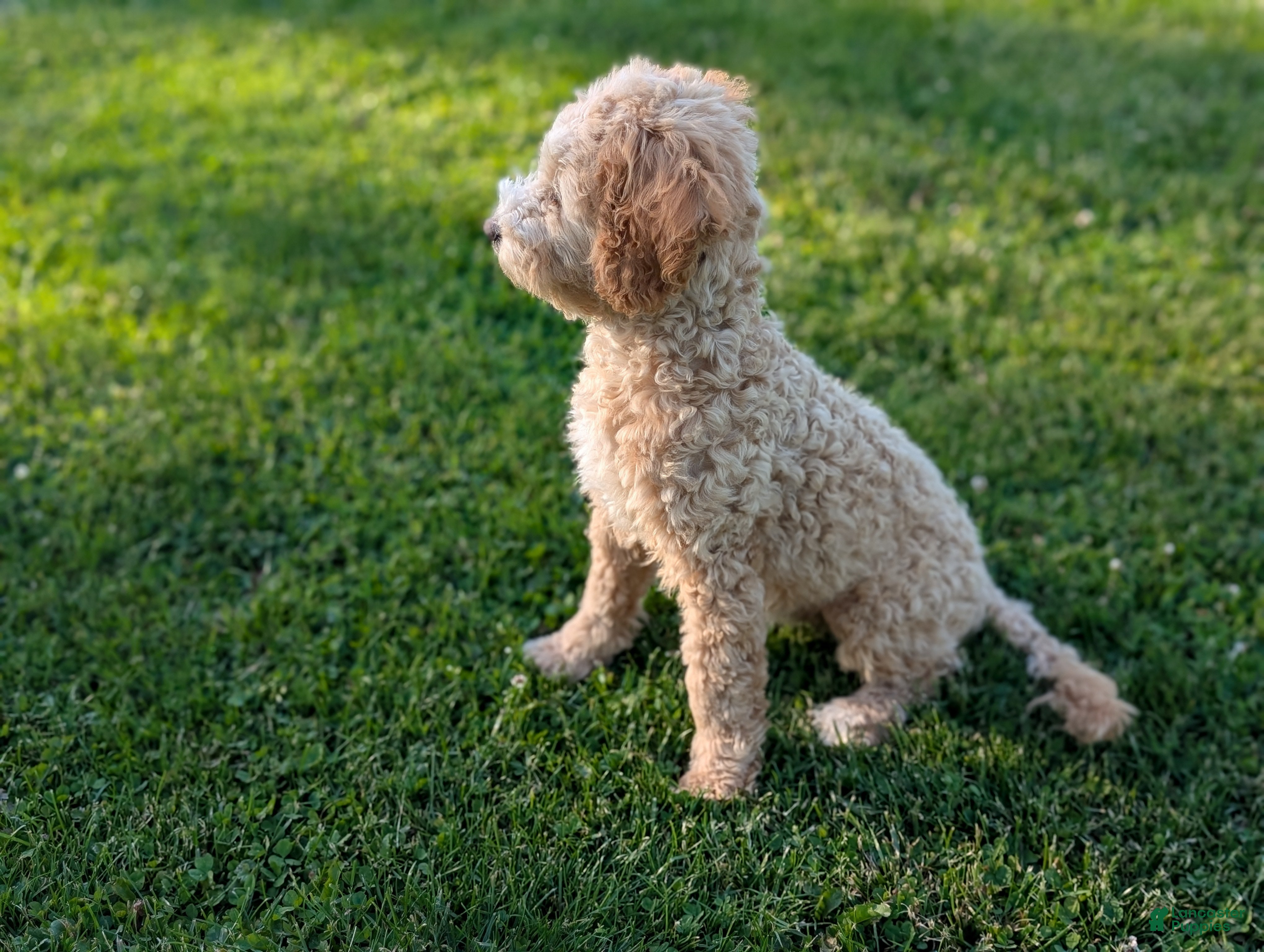 Honey Mini Goldendoodle for sale in Dundee | Lancaster Puppies