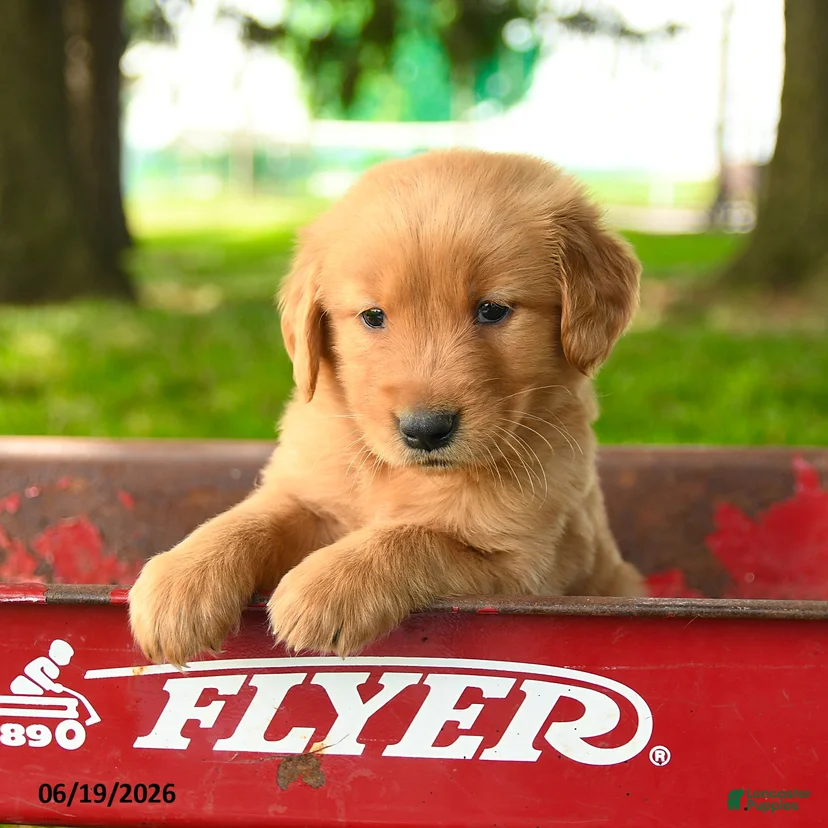 Channing Golden Retriever for sale in Gordonville | Lancaster Puppies