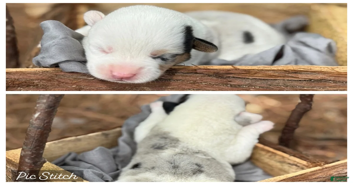 Mismark Merle- white face Mixed Breed for sale in | Lancaster Puppies