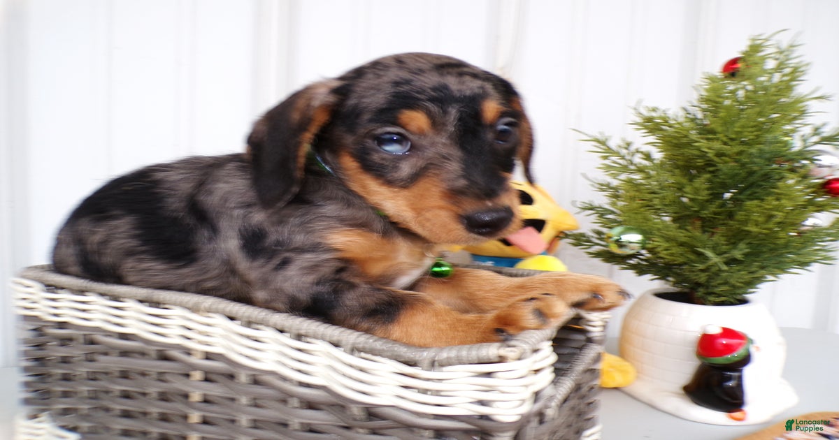 Mixed Breed Puppy 4 Marko for sale in South Bend | Lancaster Puppies