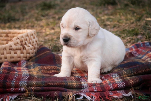 Rumble for sale in Milford | Lancaster Puppies