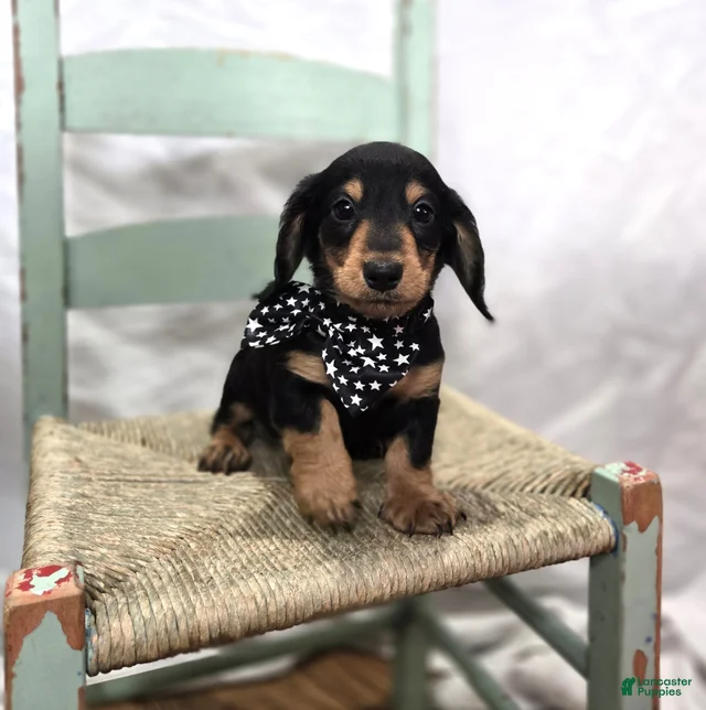 Tinker Miniature Dachshund for sale in Ovid | Lancaster Puppies