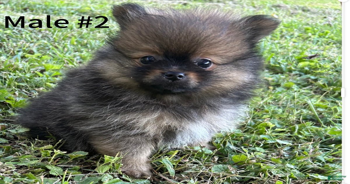 Pomeranian Male Puppy for sale in Joppatowne | Lancaster Puppies