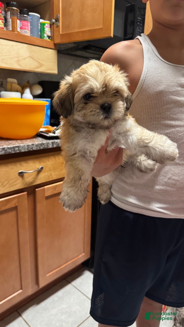 Shih Tzu Puppy 1 for sale in Humble | Lancaster Puppies