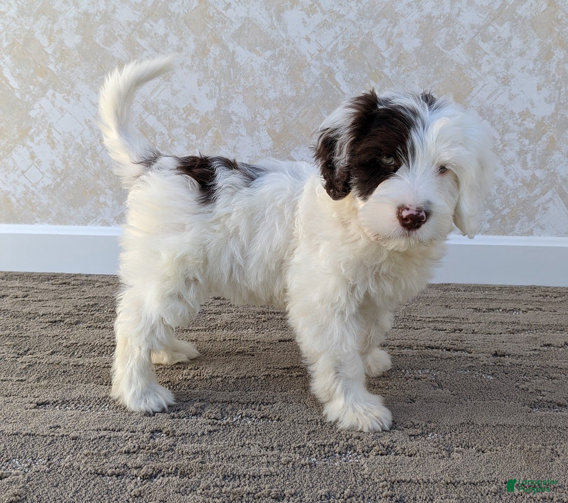 Portuguese Water Dog Puppies for sale | Lancaster Puppies