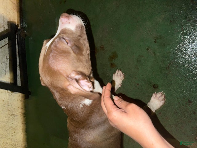 Staffordshire Bull Terrier Lilo for sale in Columbus | Lancaster Puppies