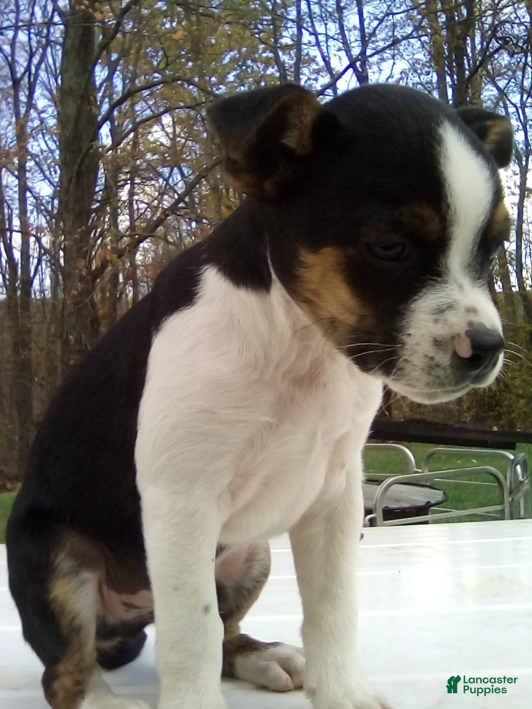 Ricky for sale in Orwell | Lancaster Puppies