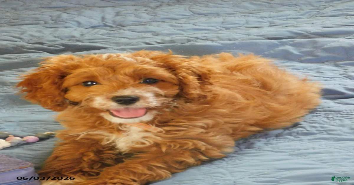 Puppies for sale in Kentucky | Lancaster Puppies