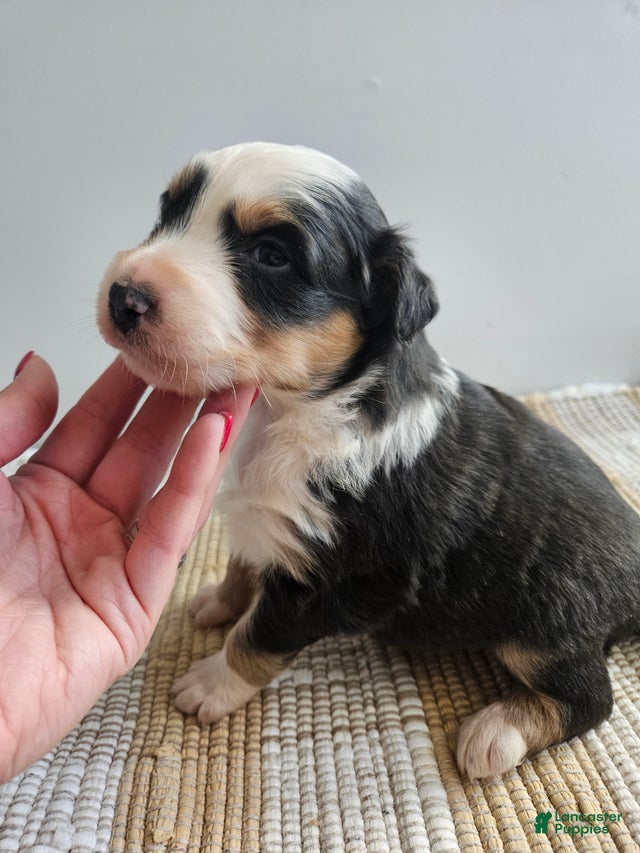 Cruz for sale in Crab Orchard | Lancaster Puppies