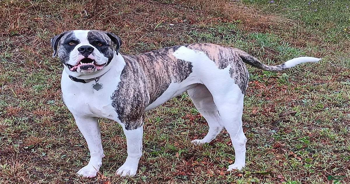 American Bulldog Puppy 1 American Bulldog for sale in West Valley ...