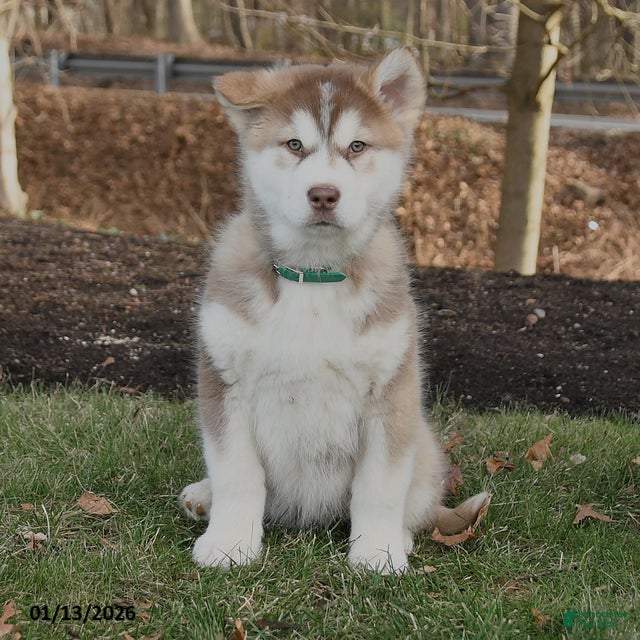 Summit for sale in Spring Glen | Lancaster Puppies