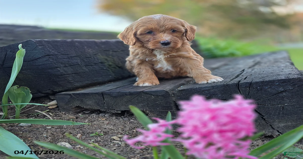 Mini Bernedoodle Puppies for sale under $500 | Lancaster Puppies
