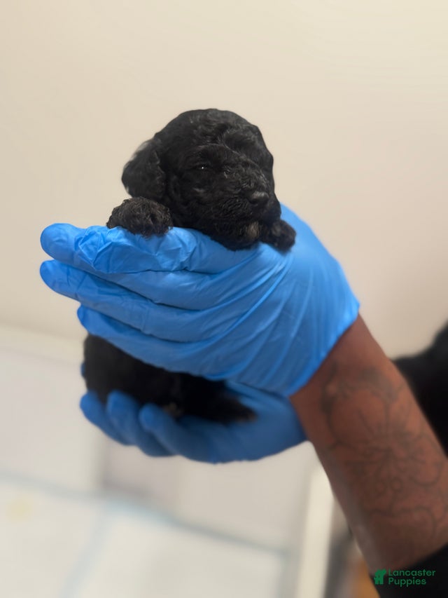 Mini Goldendoodle’ Mable’ for sale in Cherry Hill Township | Lancaster ...