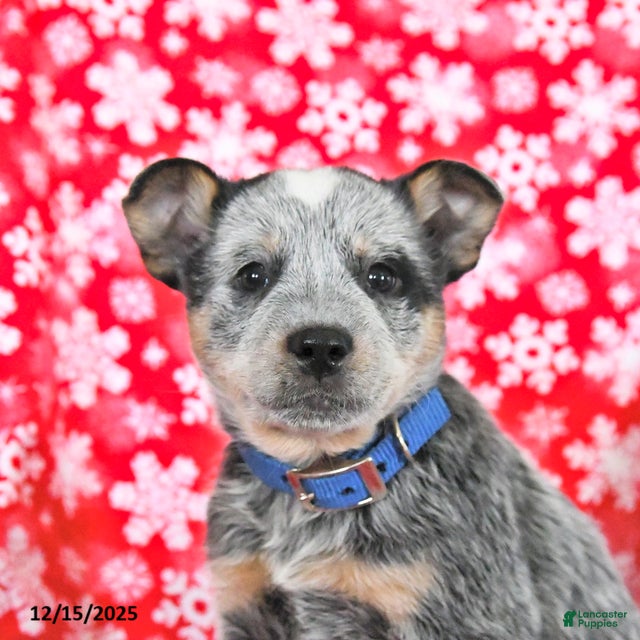 Jack for sale in Milroy | Lancaster Puppies