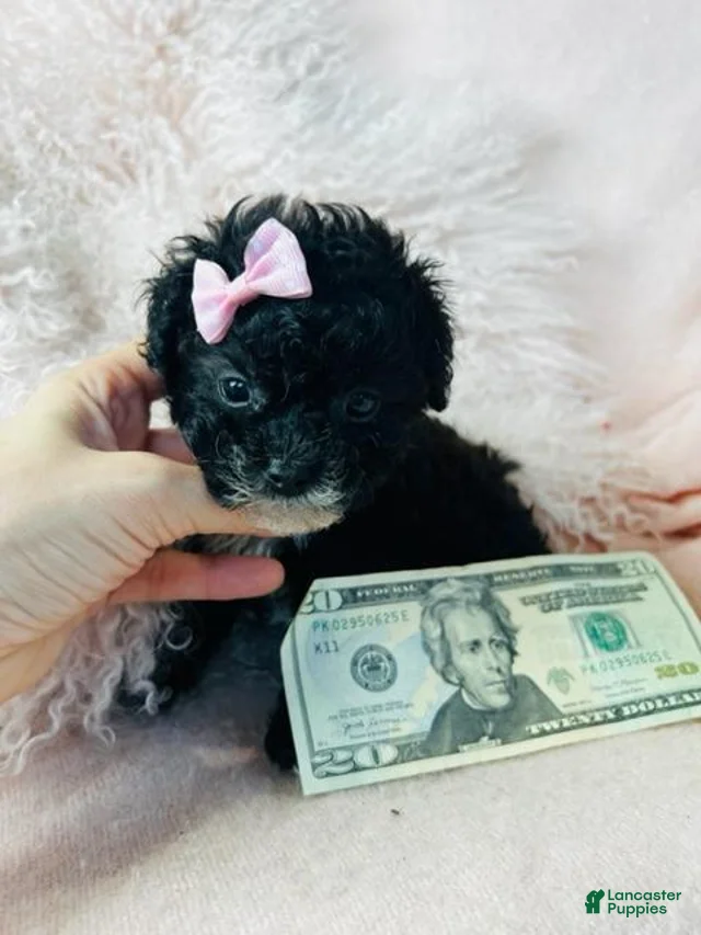 Toy Poodle 1 Toy Poodle for sale in West Palm Beach | Lancaster Puppies