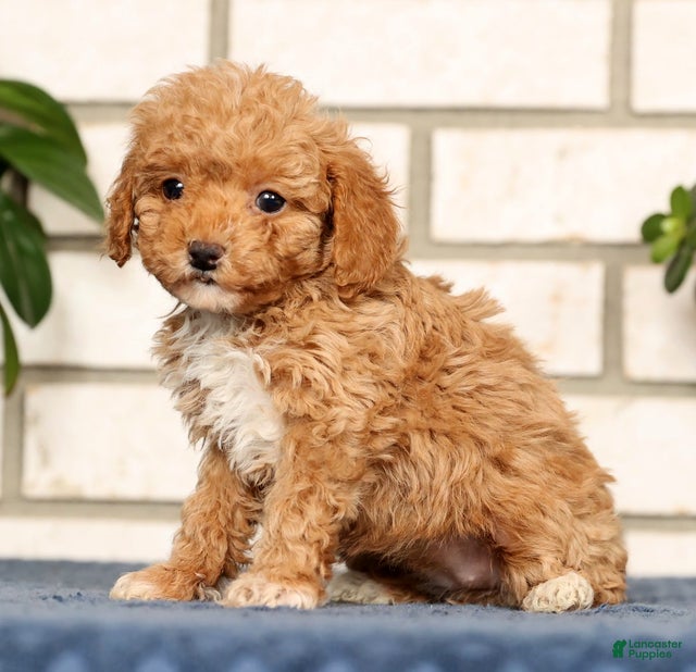 Elsie for sale in Millersburg | Lancaster Puppies