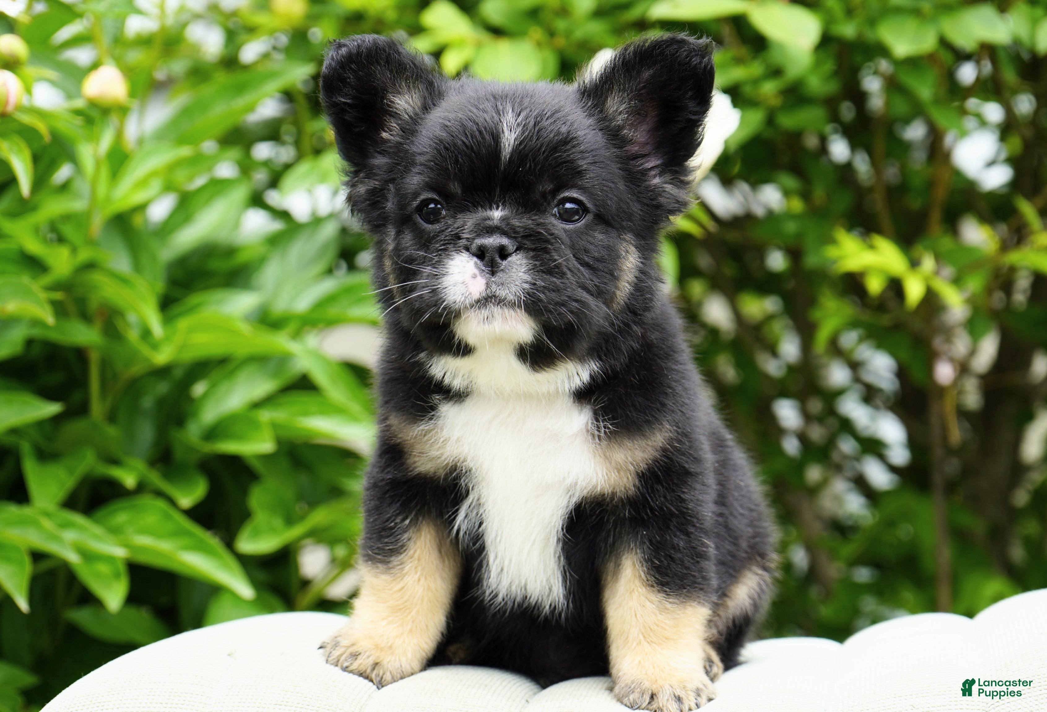 Panda French Bulldog for sale in Millersburg | Lancaster Puppies