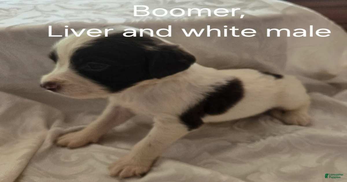 Boo boo English Springer Spaniel Puppies for sale | Lancaster Puppies