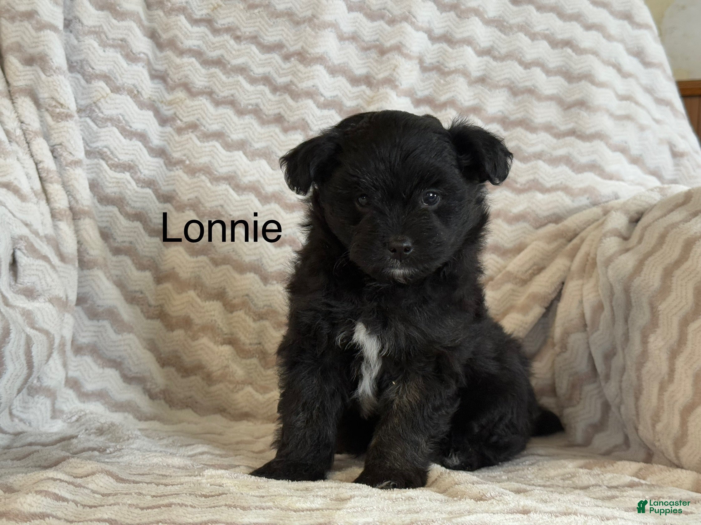 Pomapoo Puppies for sale | Lancaster Puppies