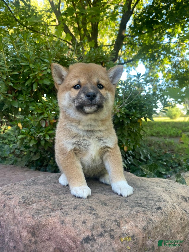 Nikki for sale in Shreve | Lancaster Puppies