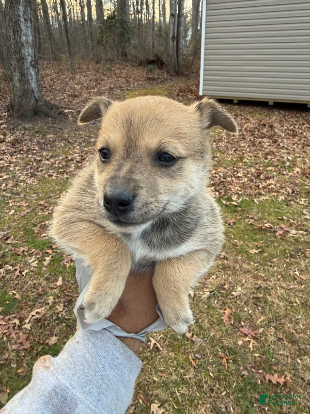 Pomsky Puppy 2 for sale in Waldorf | Lancaster Puppies