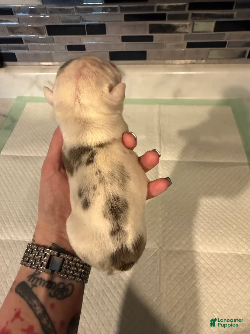 Blue Merle male English Bulldog for sale in Cambridge Township ...