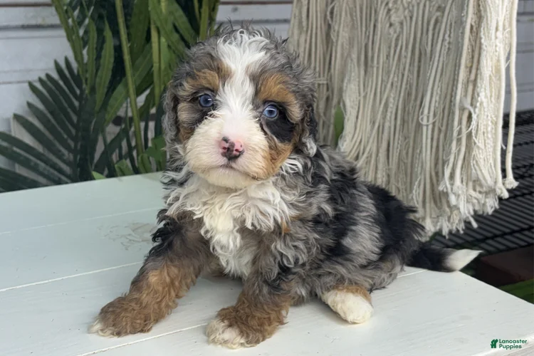 Bullet Mini Bernedoodle for sale in Hoagland | Lancaster Puppies